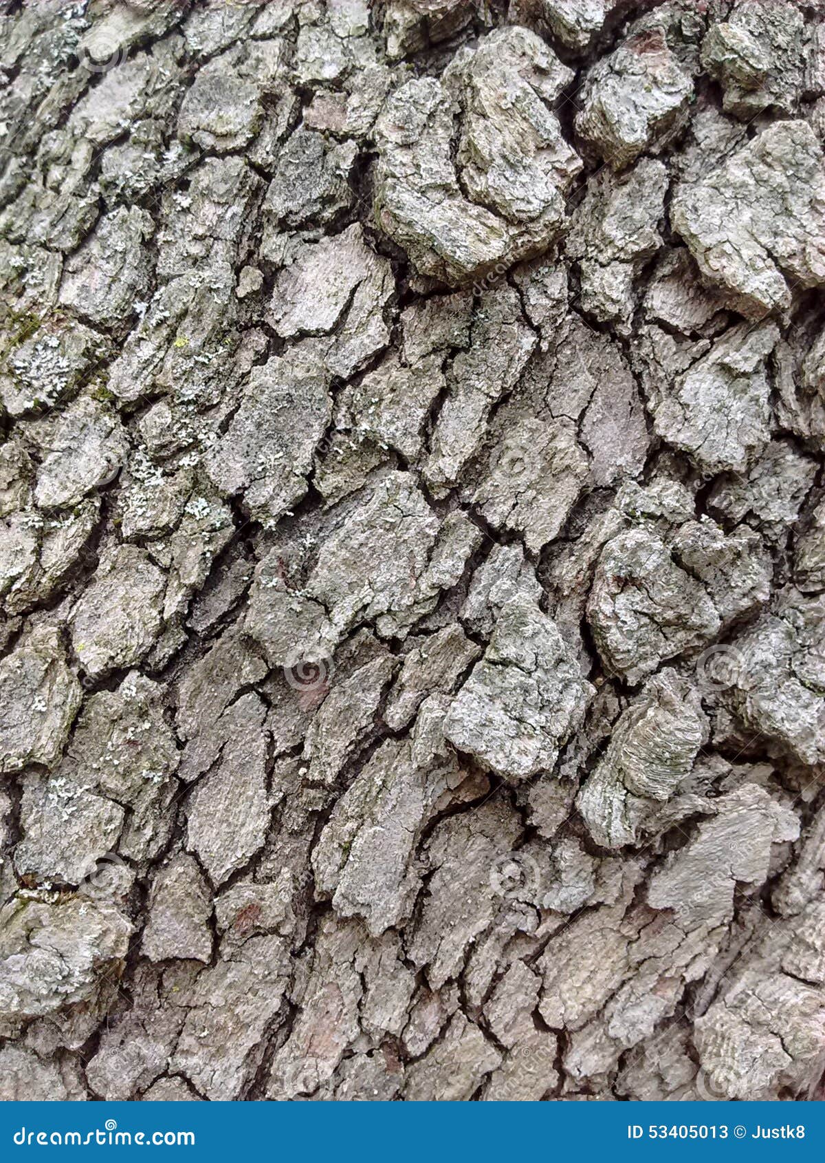 Gray Wood Bark Detail stock image. Image of deep, grey - 53405013