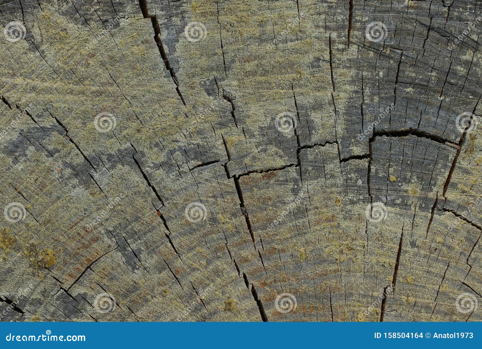 Gray Wood Texture from Cut on a Wood Log Stock Photo - Image of organic ...