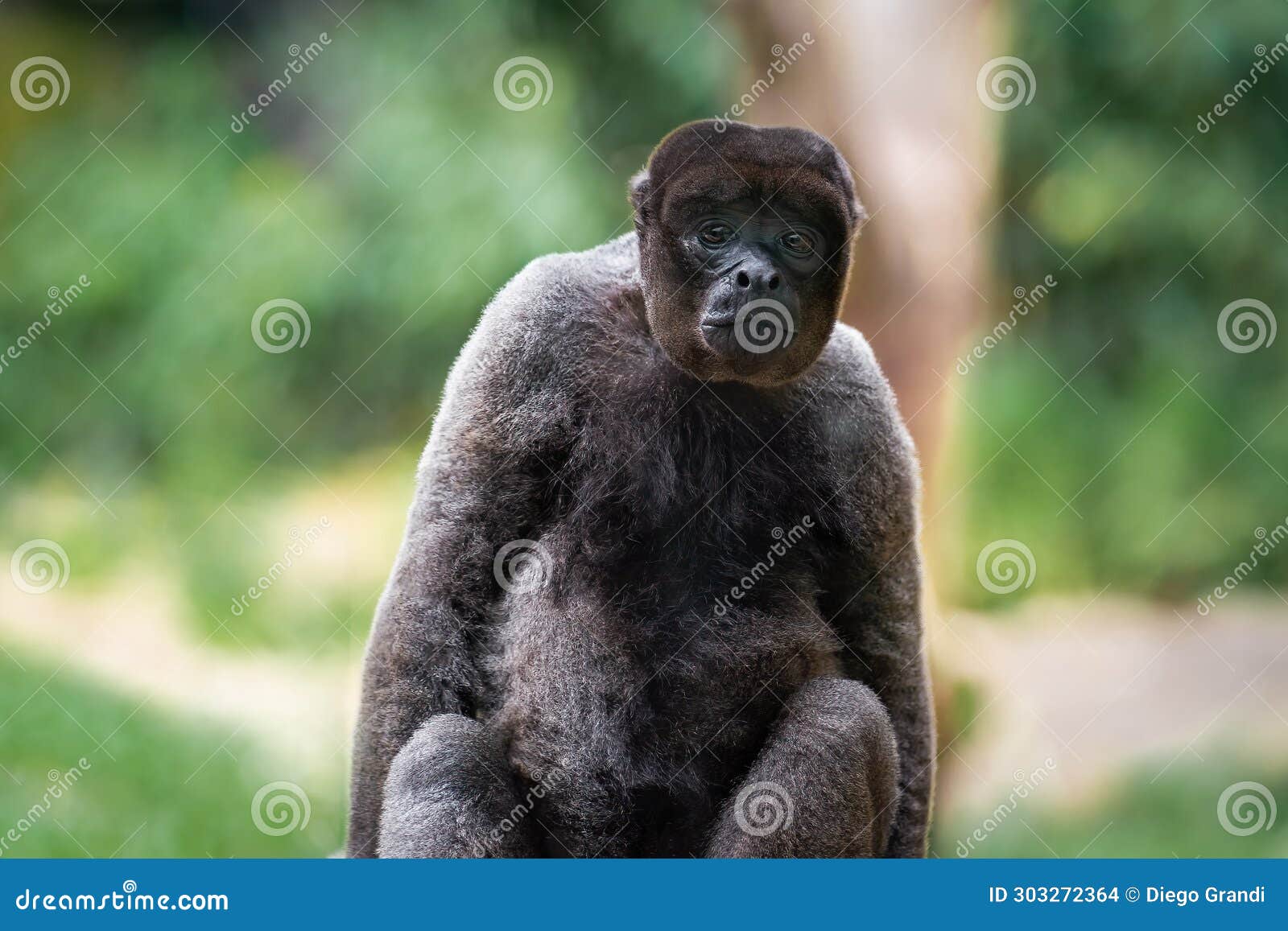 Gray Woolly Monkey stock photo. Image of lagothrix, geoffroys - 303272364