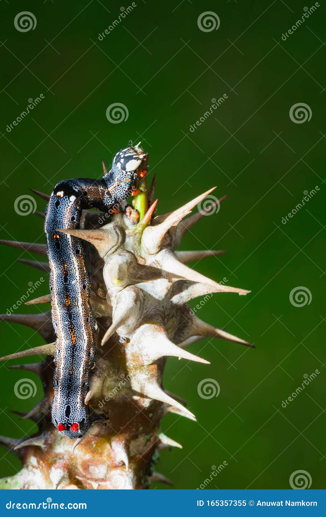 Gray worm eating stock image. Image of food, beautiful - 165357355