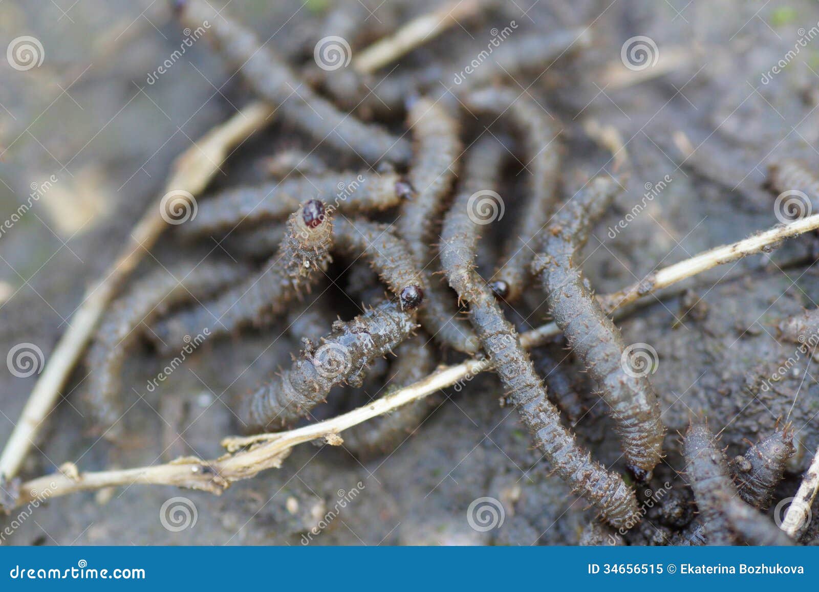 The Worms And Humus In Man`s Hand - The Flock Of Dendrobena Worms Above ...