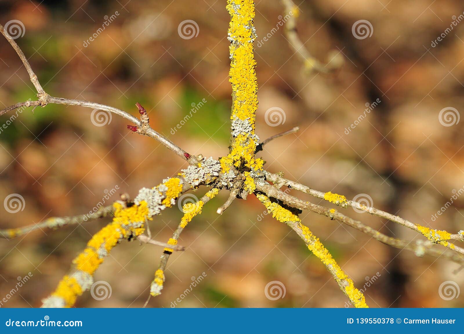 Gray and Yellow Lichens on a Branch Stock Photo - Image of botany ... Gray and Yellow Lichens on a Branch Stock Photo - Image of botany ...