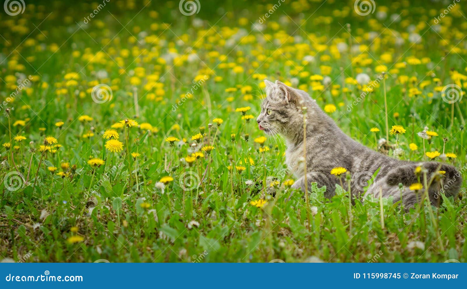 Gray Young Cat Enjoying Spring on Green Grass Stock Image - Image of ...