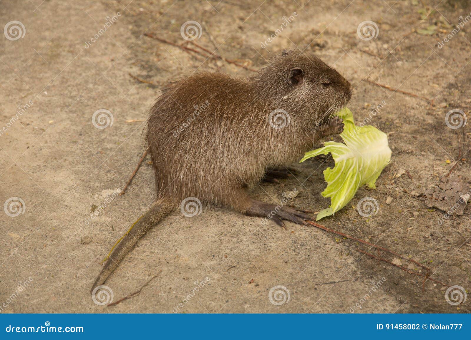 Gray Nutria Eats Vegetables. Breeding Nutrients On The Farm_ Royalty ...