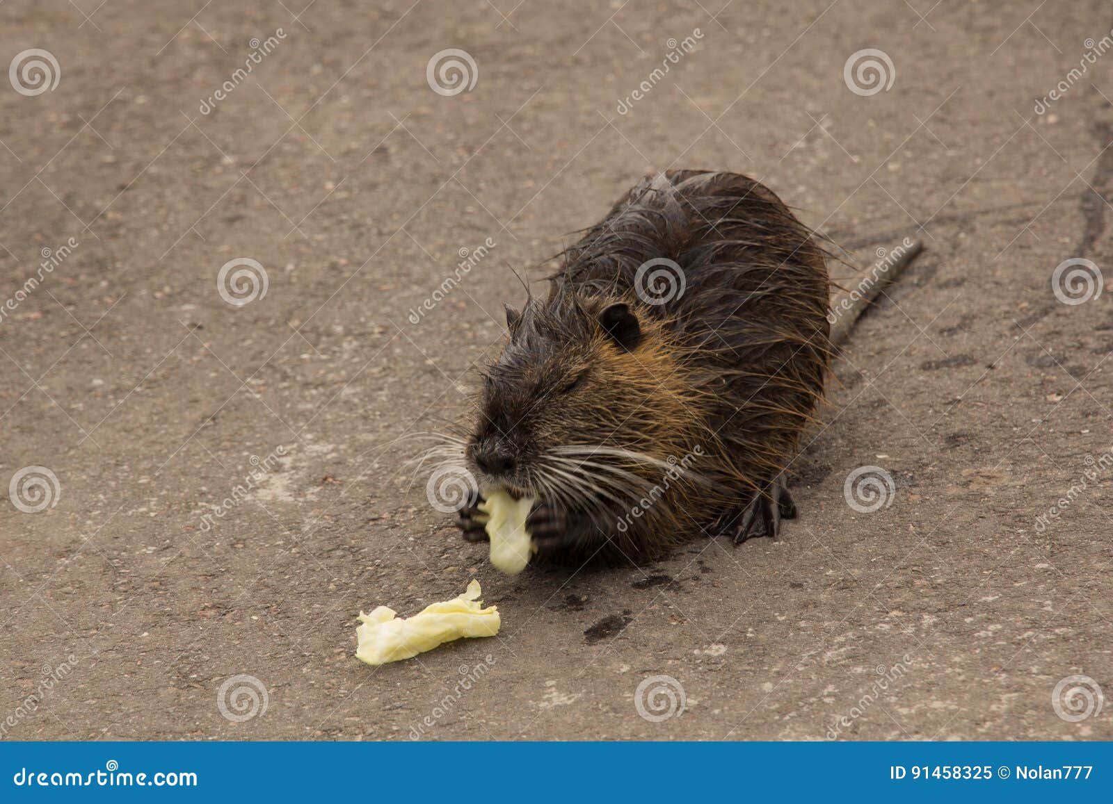 Gray Nutria Eats Vegetables. Breeding Nutrients On The Farm_ Royalty ...