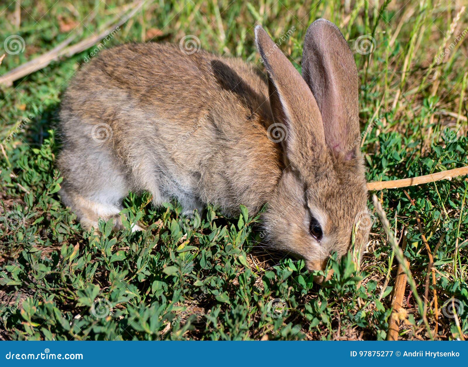 Rabbit on grass stock image. Image of animal, amiable - 97875277