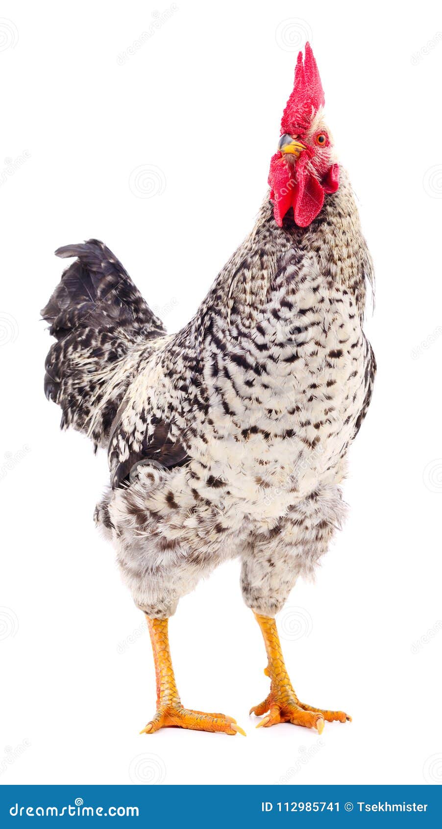 Gray Young Rooster. Stock Photo | CartoonDealer.com #93545448