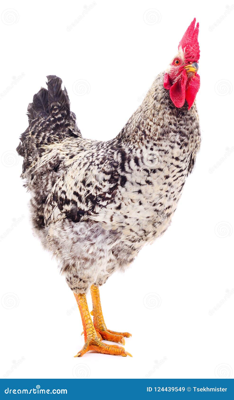 Gray Young Rooster. Stock Photo | CartoonDealer.com #93545448
