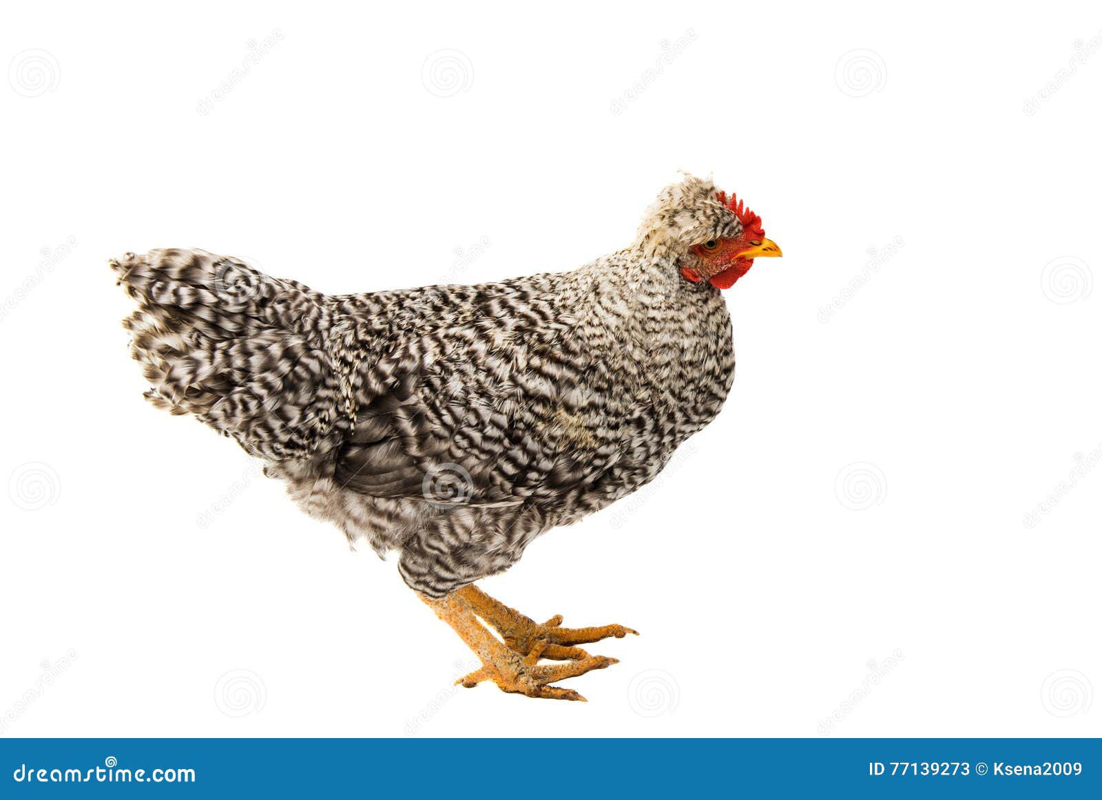 Gray young rooster stock image. Image of male, animal - 77139273