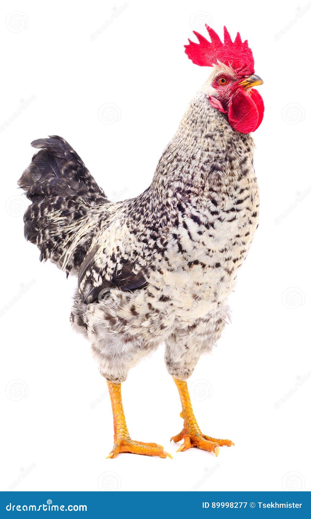 Gray young rooster. stock image. Image of animals, agriculture - 89998277