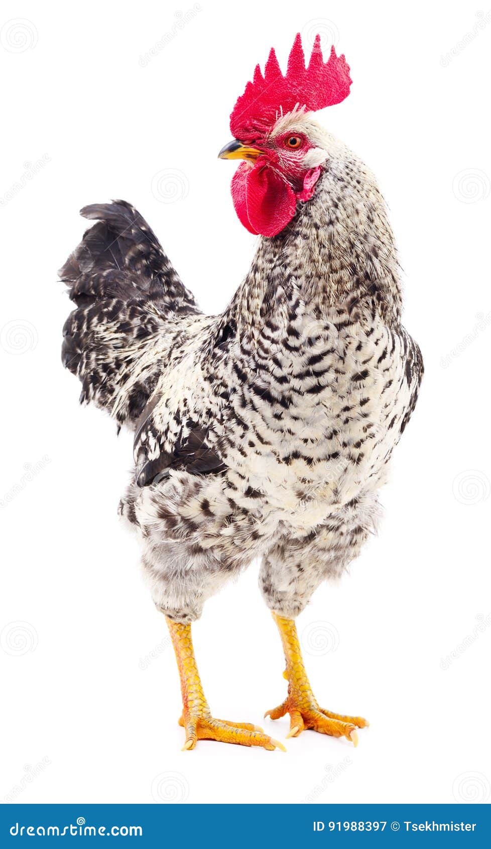 Gray Young Rooster. Royalty-Free Stock Photography | CartoonDealer.com ...