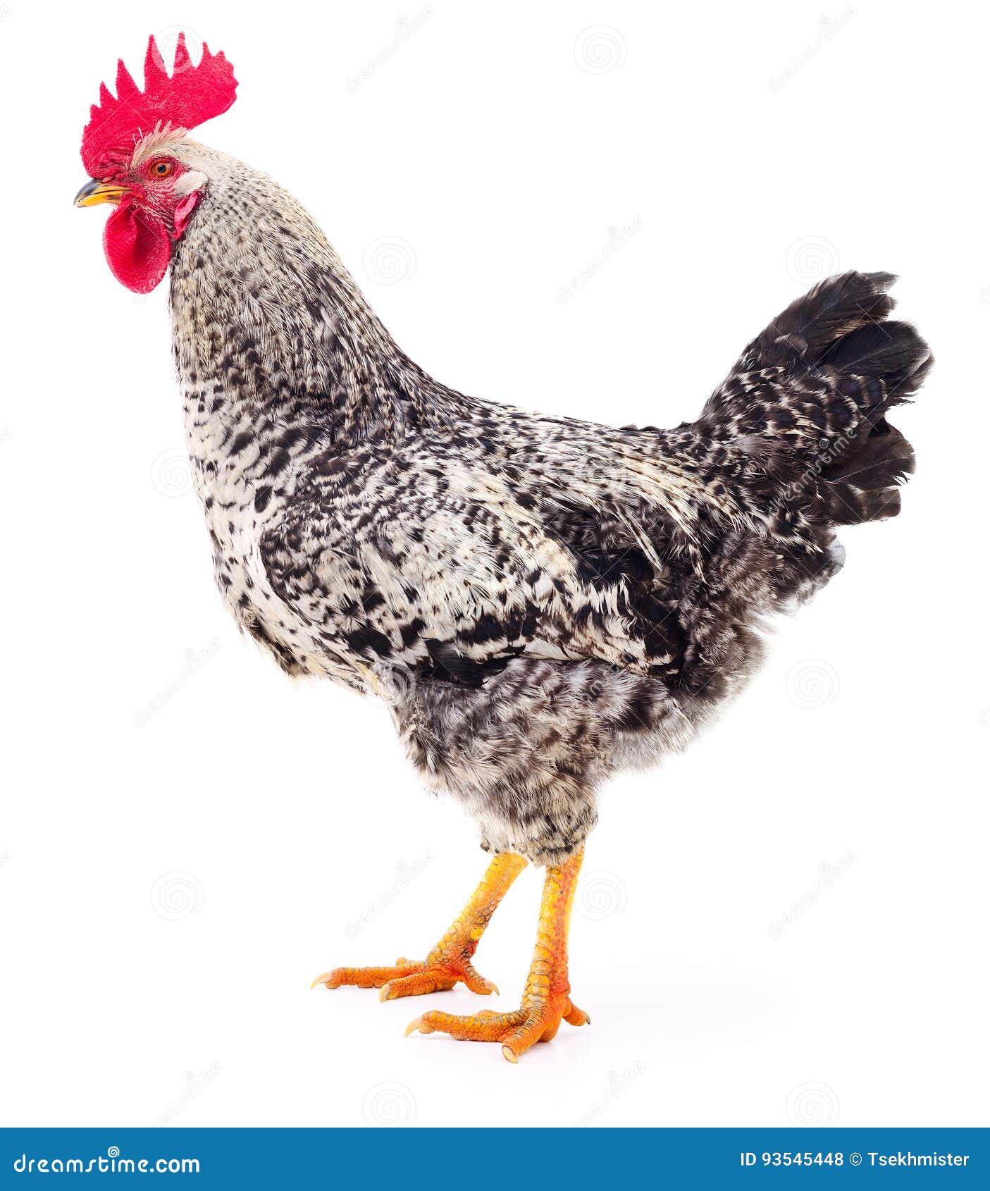 Gray young rooster. stock photo. Image of nature, young - 93545448