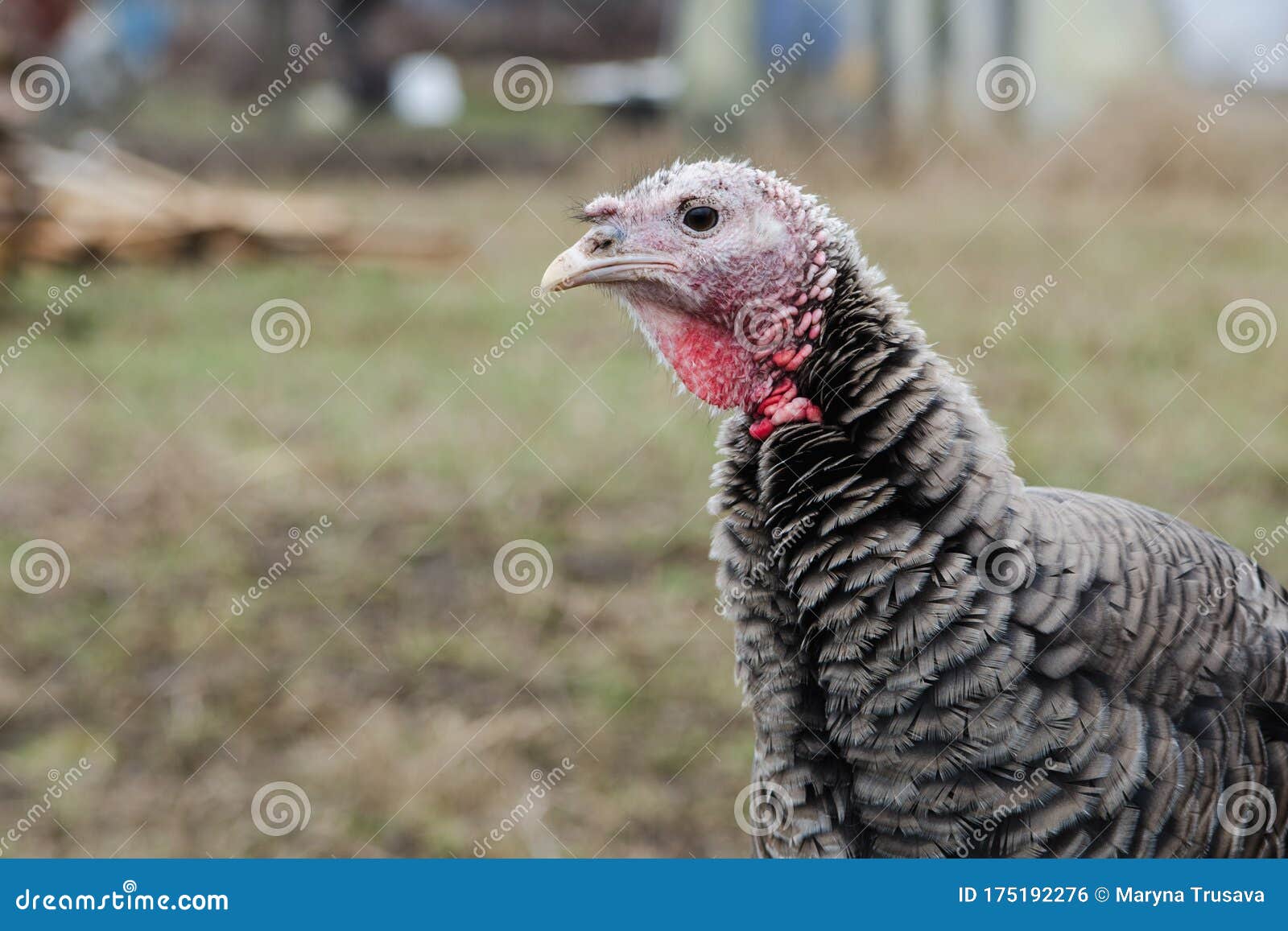 Gray Young Turkey in a Spring Bird Farmyard Stock Photo - Image of ...