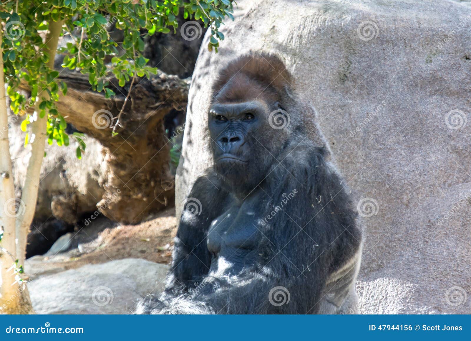 Grayback Gorilla stock photo. Image of grayback, gorilla - 47944156