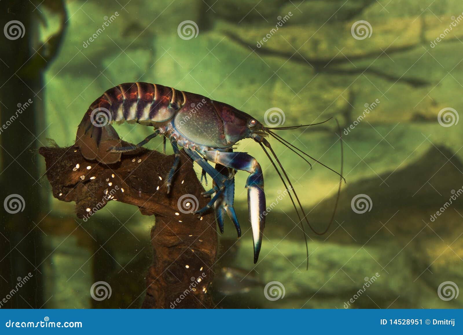 Grayfish stock image. Image of ocean, town, coral, capetown - 14528951