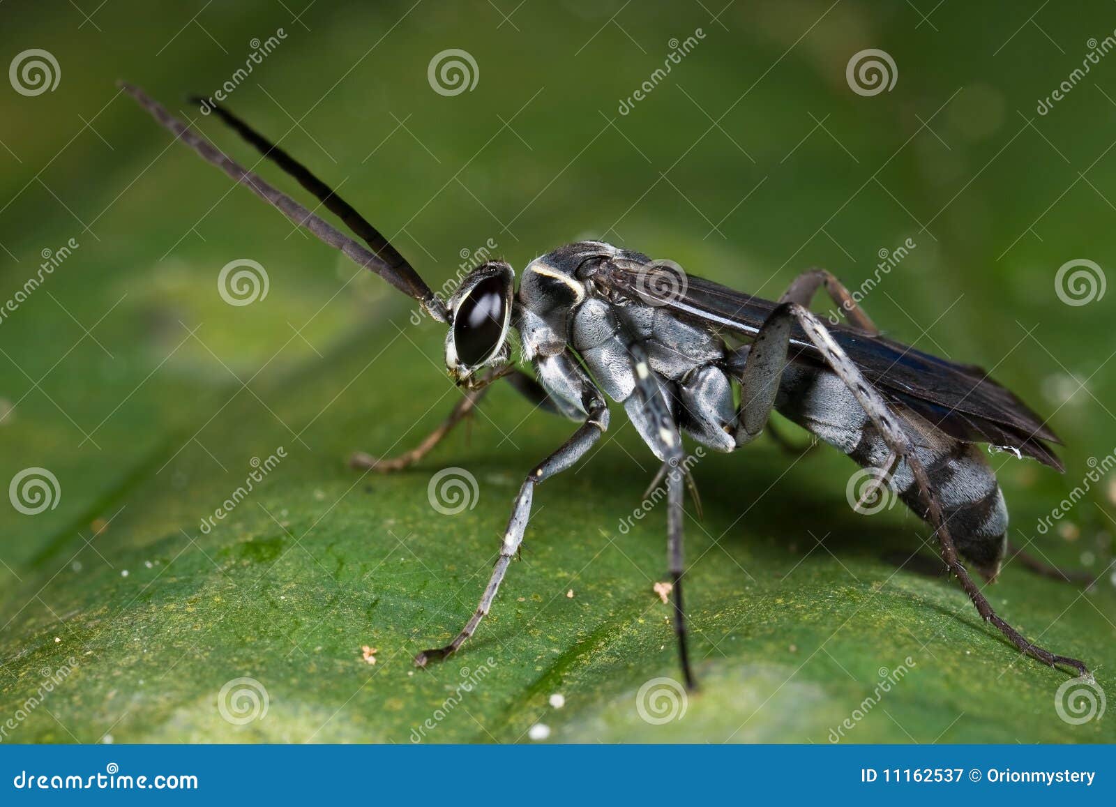 Spider Wasp Aka Tarantula Hawk Royalty-Free Stock Photo | CartoonDealer ...