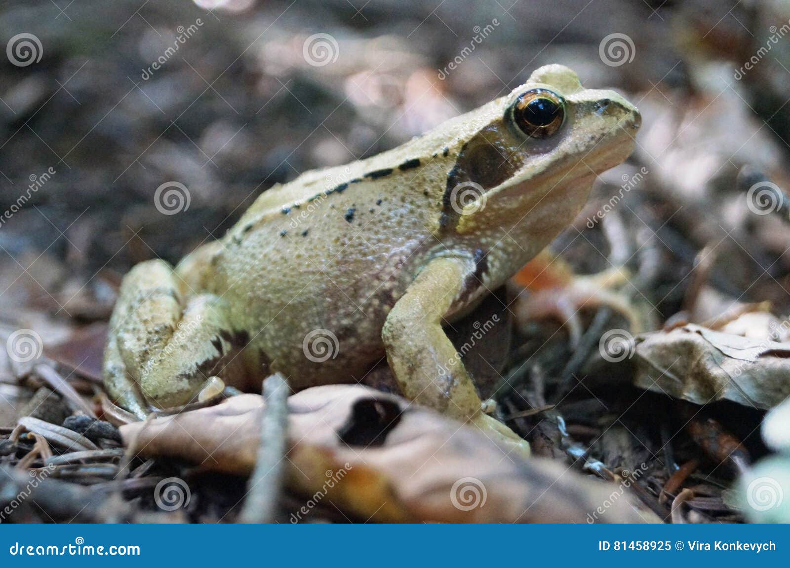 Grayish Green Frog Sitting in a Forest Stock Image - Image of covered ...