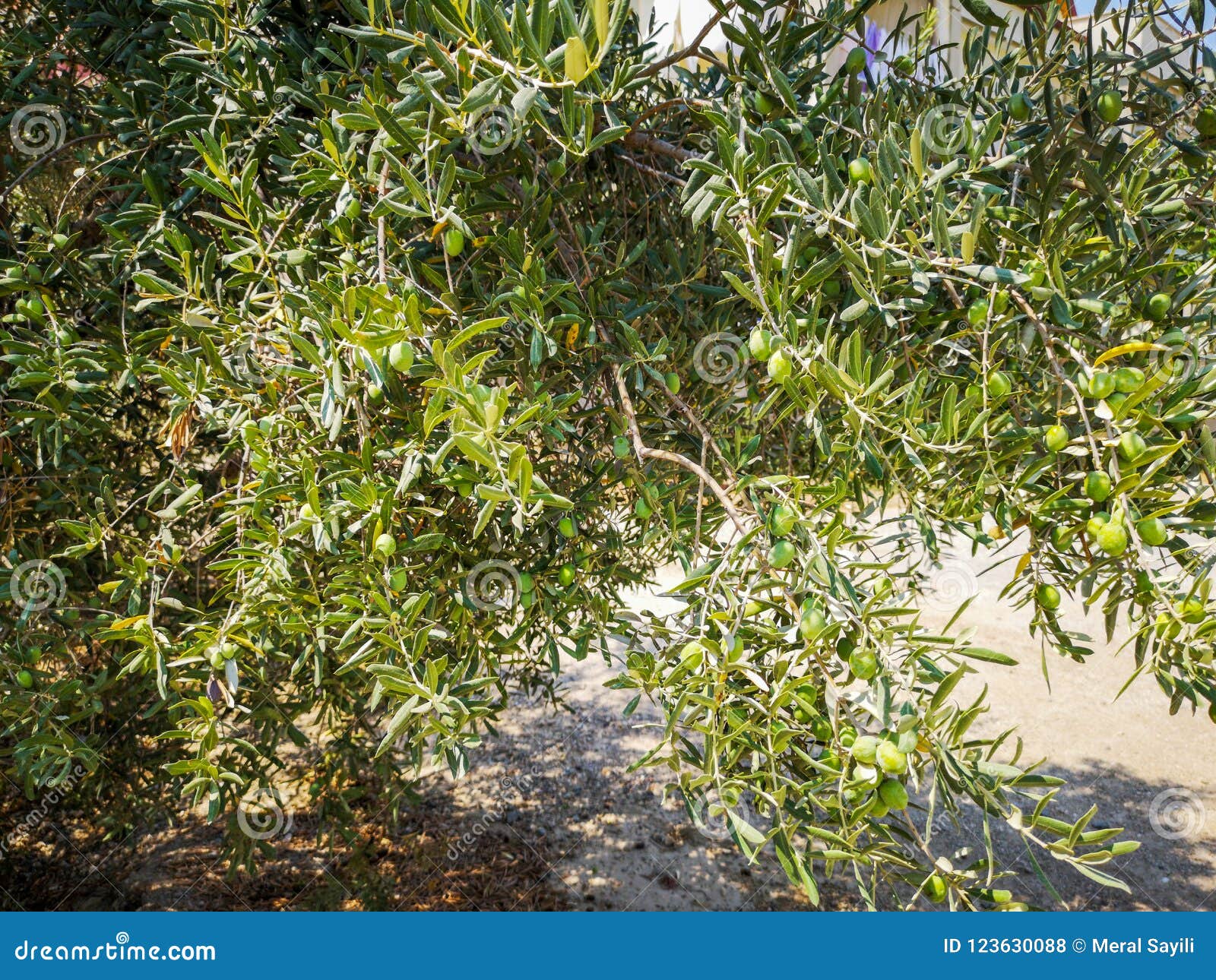 Olive tree, olive in dal stock photo. Image of fresh - 123630088