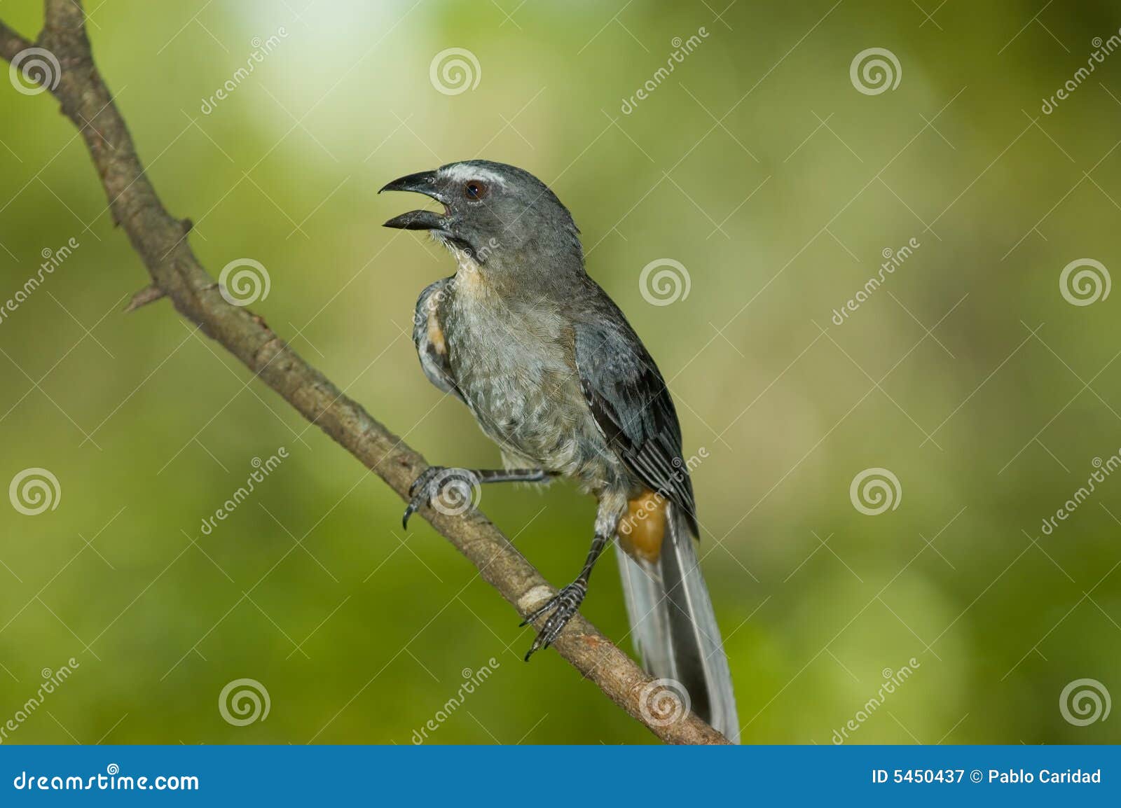 Grayish Saltator Stock Photos - Free & Royalty-Free Stock Photos from ...