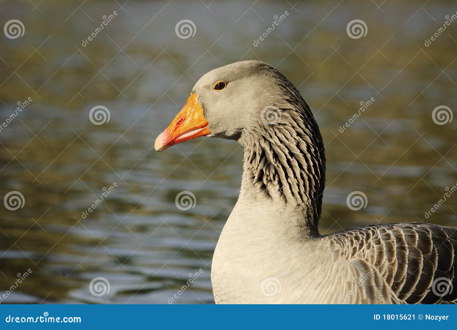 The Graylag Goose Swimming in a Pond Stock Image - Image of life ...