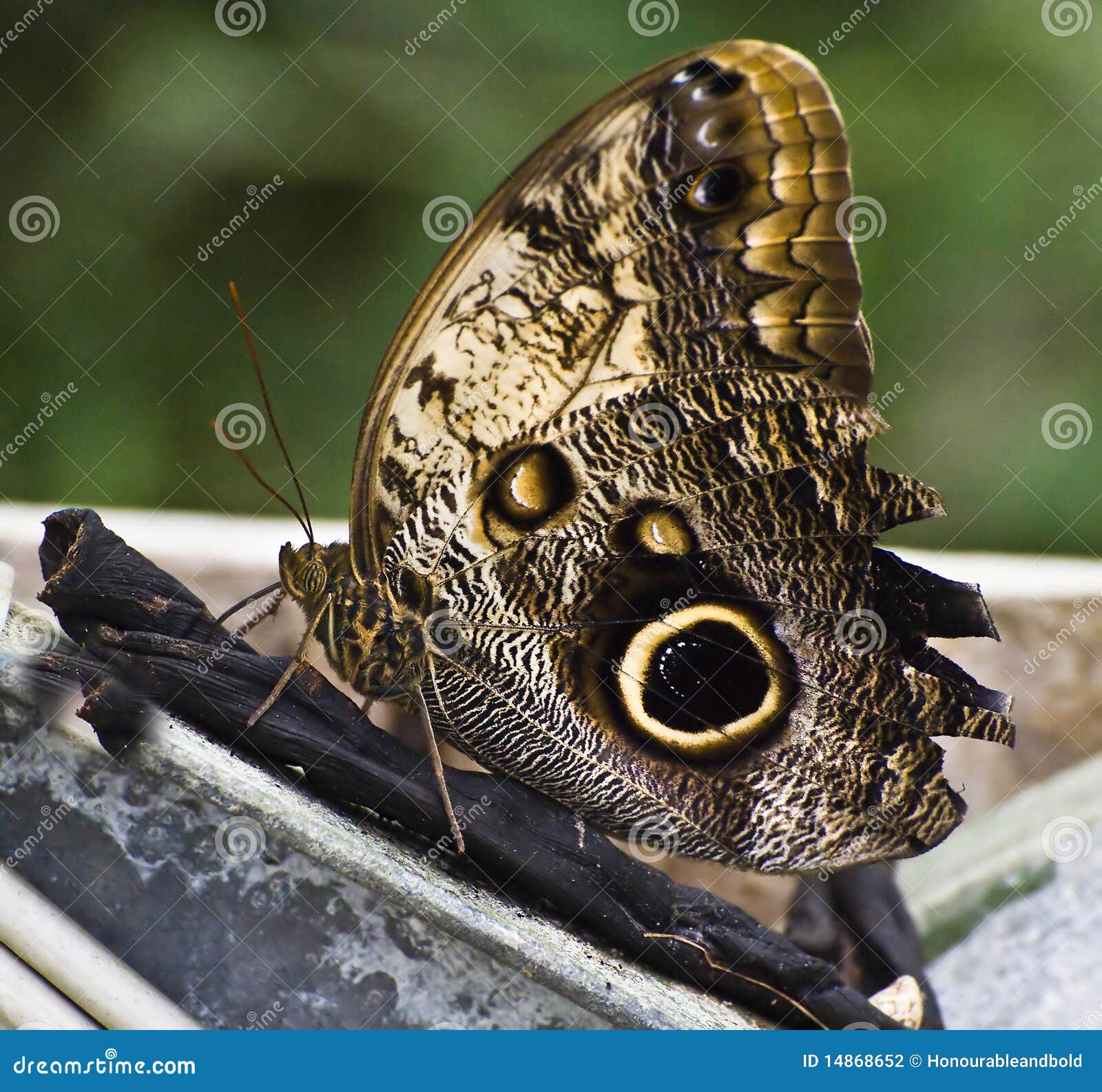 Grayling Butterfly, Hipparchia Semele Royalty-Free Stock Photography ...