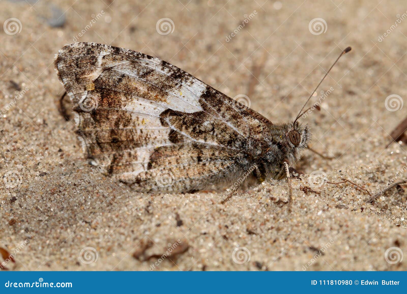 Grayling butterfly stock photo. Image of hipparchia - 111810980