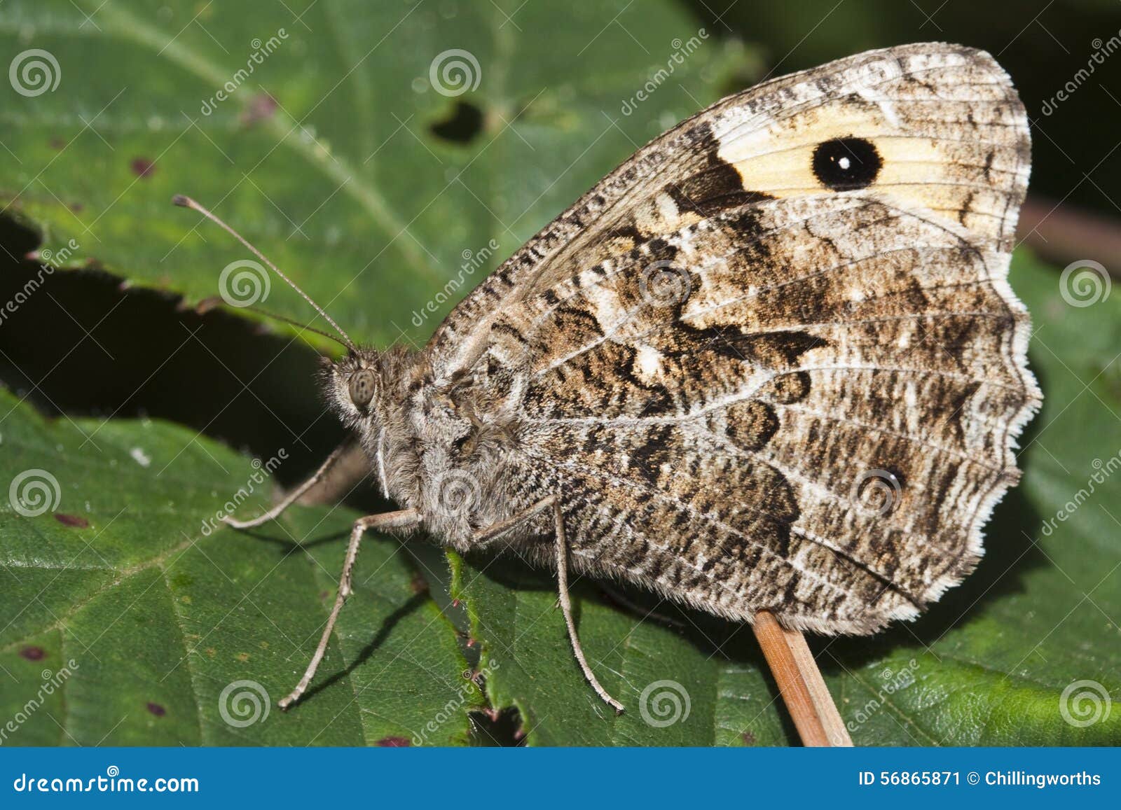 Grayling Butterfly, Hipparchia Semele Royalty-Free Stock Photography ...