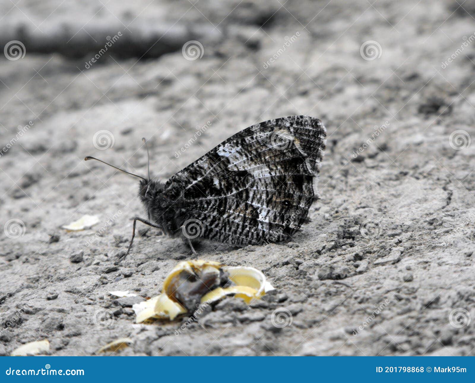 Grayling Butterfly Underside Stock Photo - Image of rock, insect: 201798868