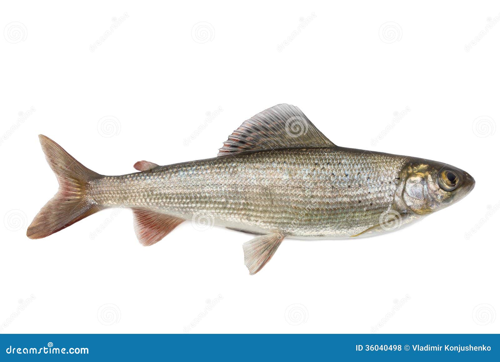 Grayling stock photo. Image of head, white, grayling - 36040498