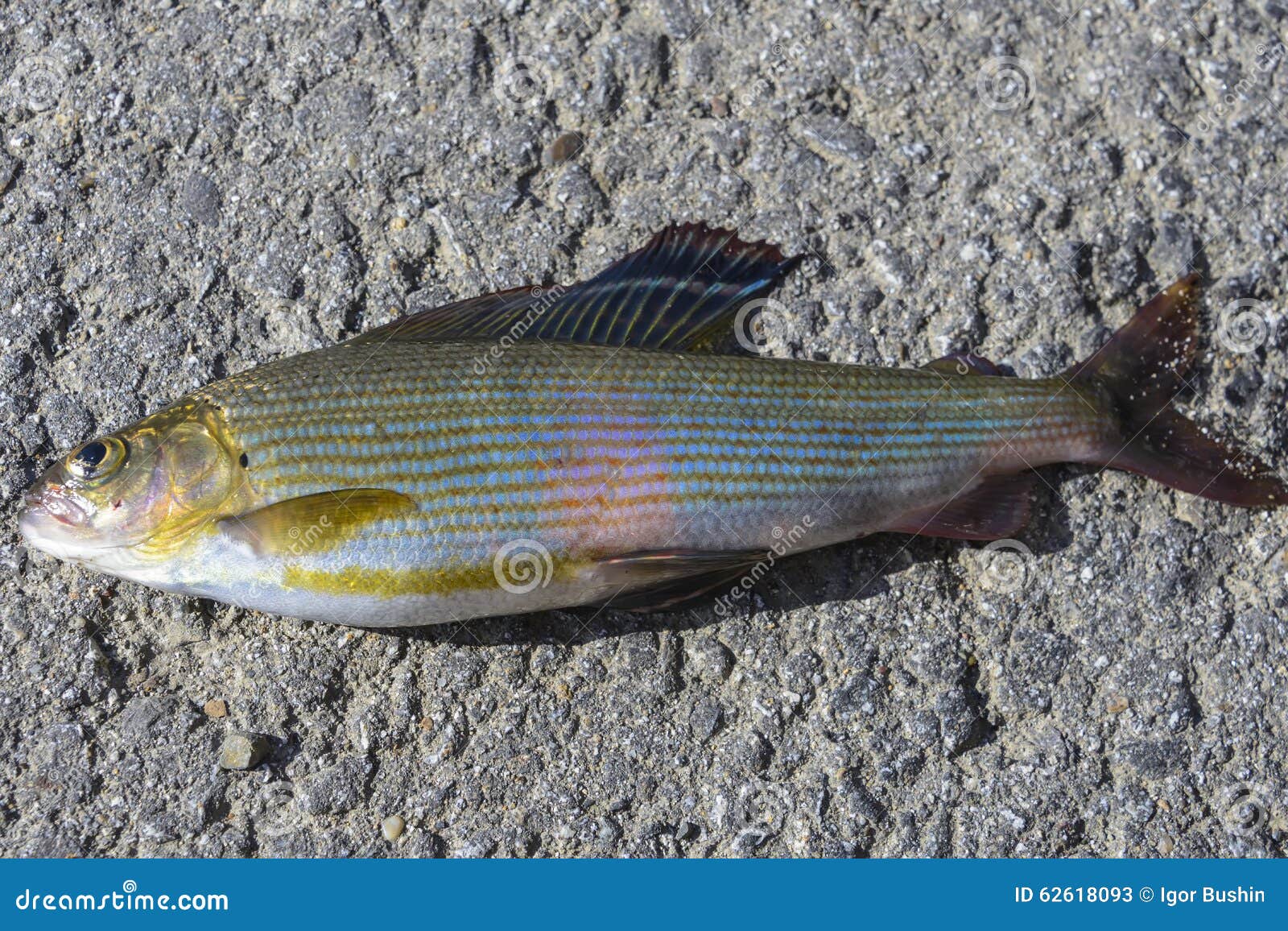Grayling. stock image. Image of head, life, outdoors - 62618093
