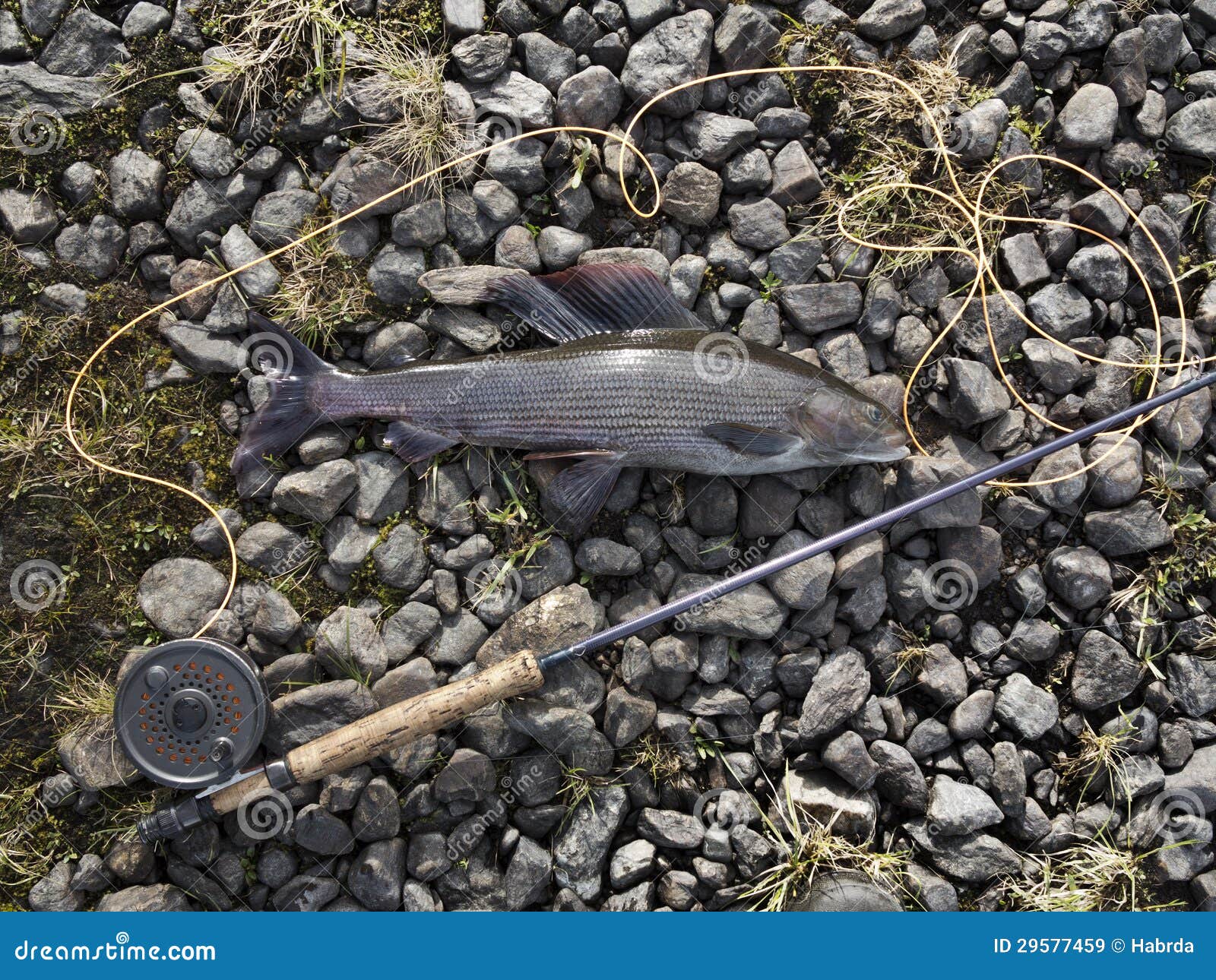 Grayling from Sweden 50 cm stock image. Image of trout - 29577459
