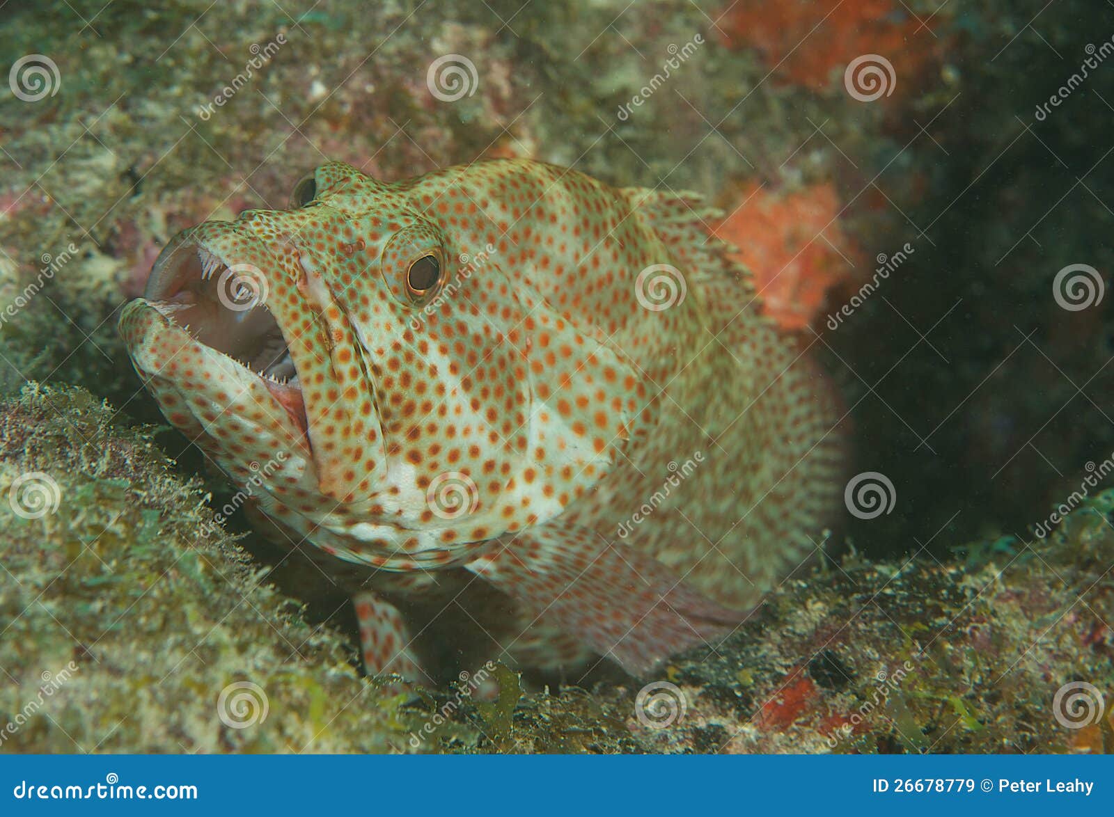 Graysby Grouper stock image. Image of ocean, swim, reef - 26678779