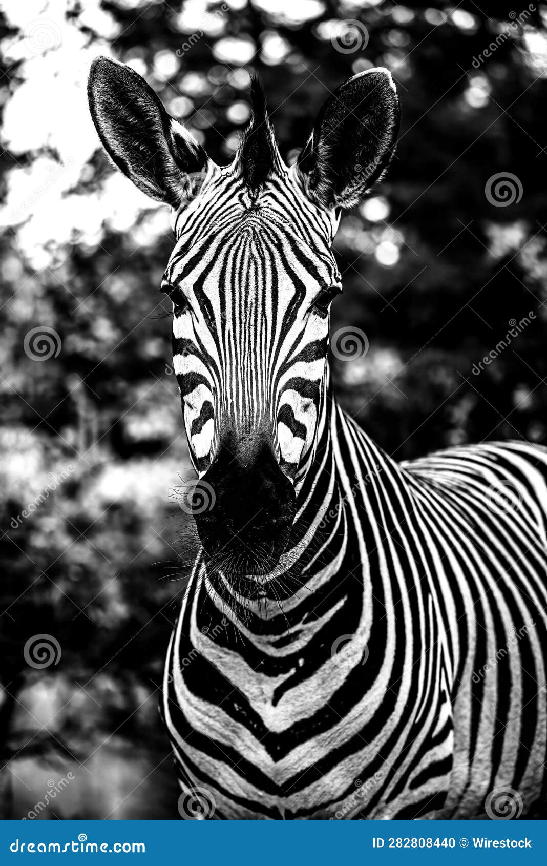 Grayscale of an Adorable Zebra Standing with a Blurry Background Stock ...