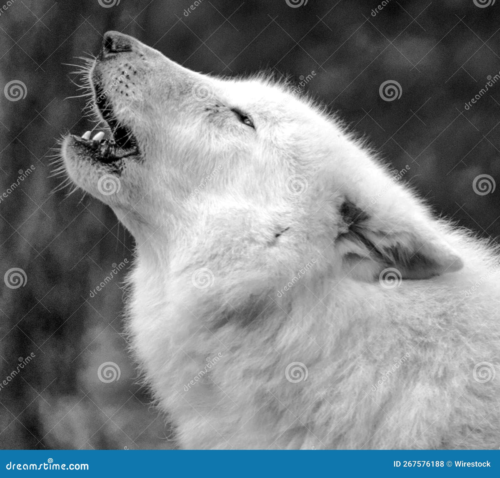 Grayscale of an Arctic Wolf with White Fur Howling in a Forest on an ...