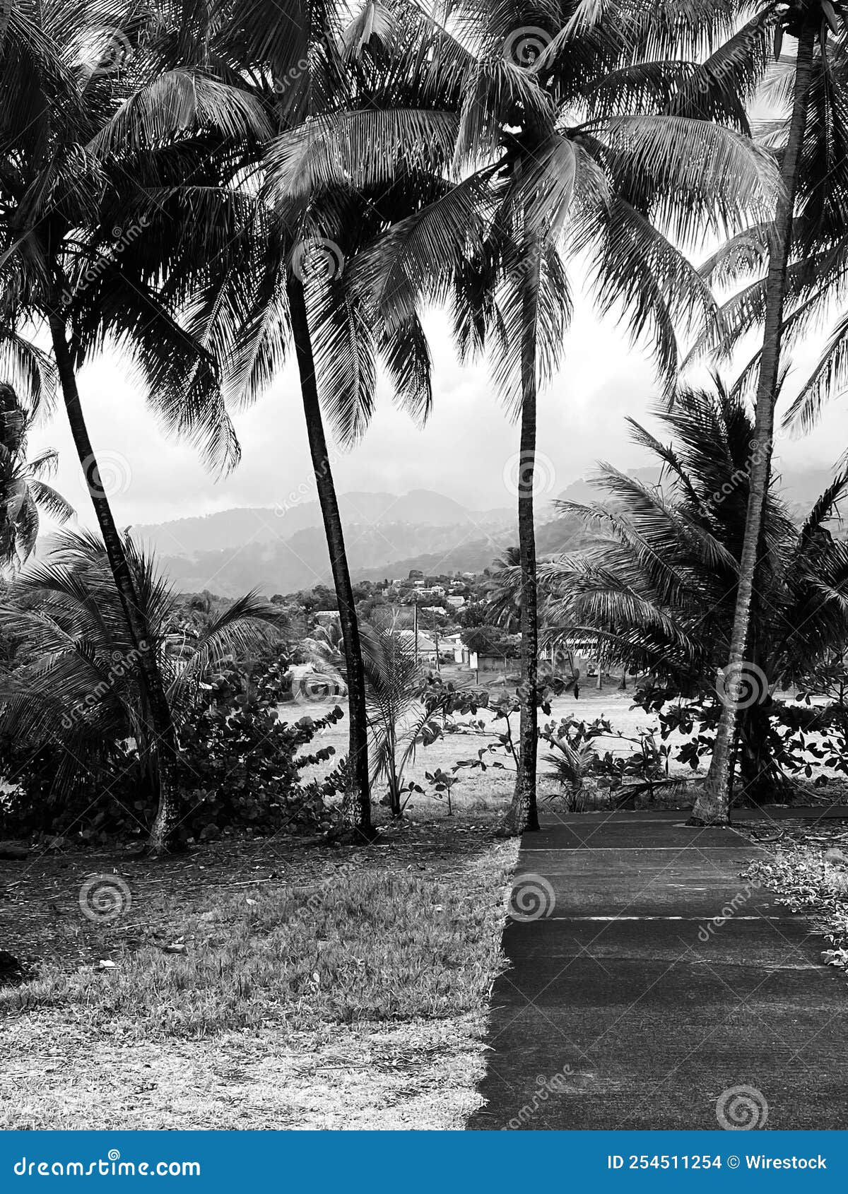 Grayscale of a Beach with a Path and Palm Trees Stock Photo - Image of ...