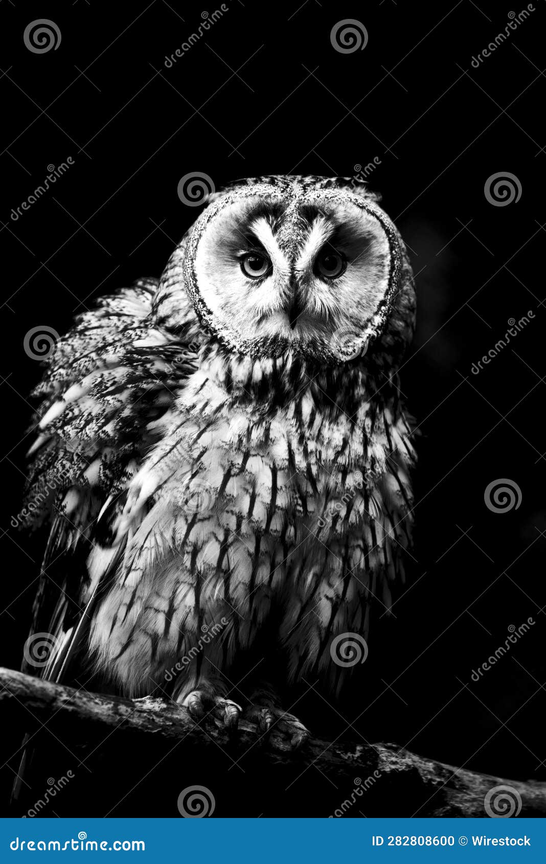 Grayscale of a Beautiful Owl Perched Atop a Tree Branch Against a Dark ...