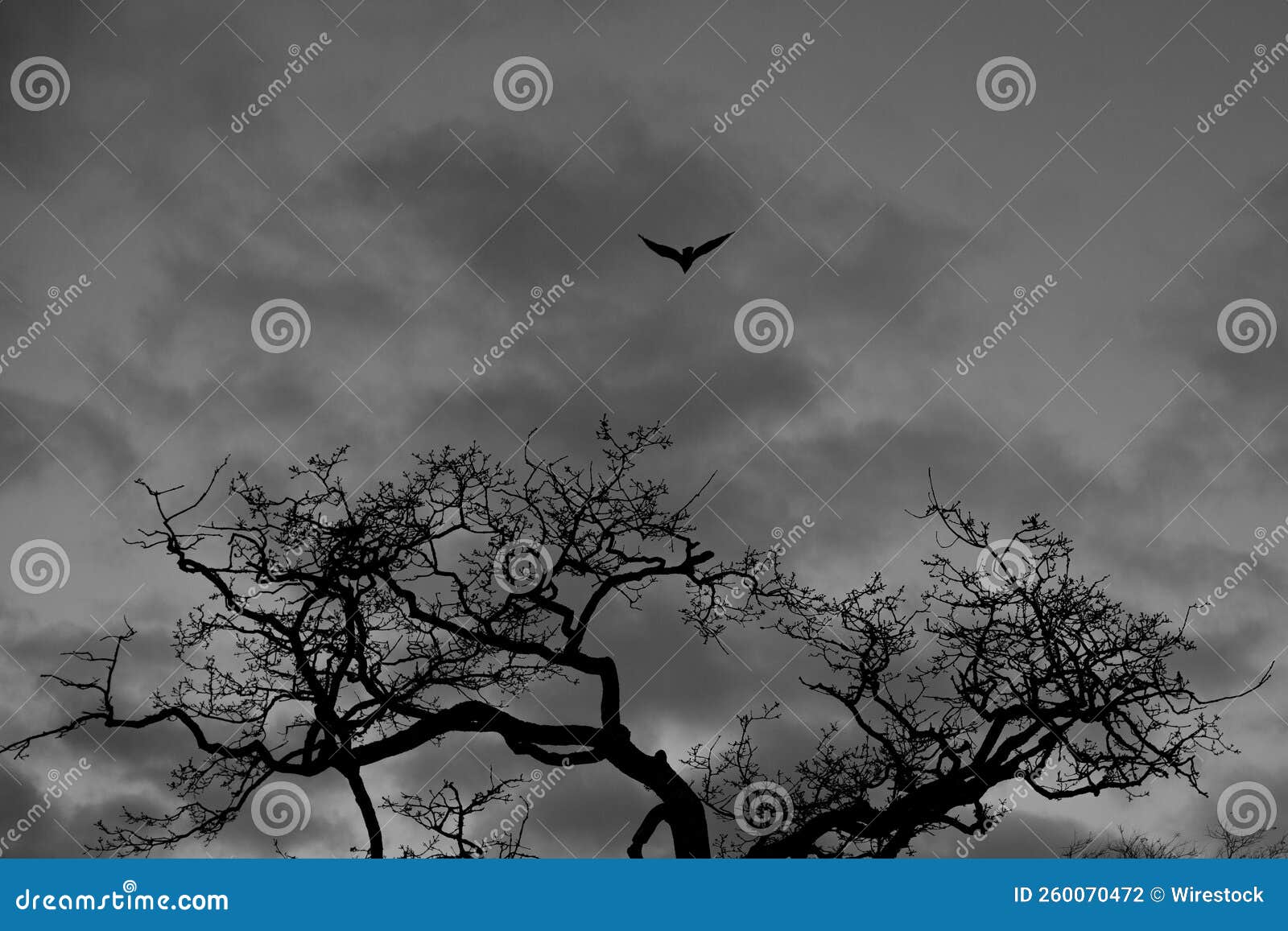 Grayscale of a Bird Flying Over a Tree on a Cloudy Day Stock Photo ...
