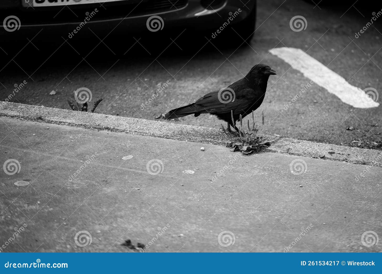 Grayscale of a Black Raven Standing on a Pedestrian Walkway Stock Image ...