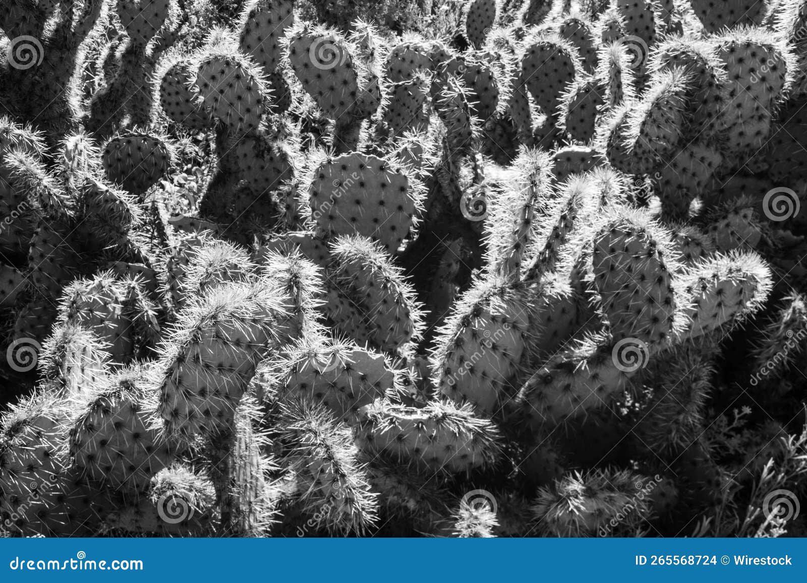 Grayscale of Cacti Under the Sunlight on a Hot Summer Day Stock Photo ...