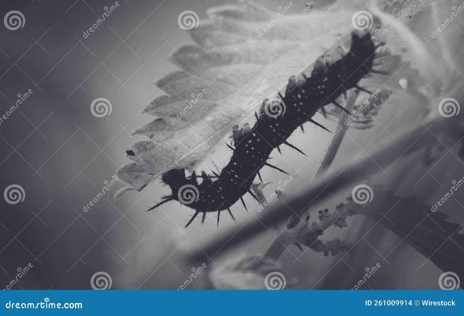 Grayscale of a Caterpillar on a Plant Leaf Stock Photo - Image of fauna ...