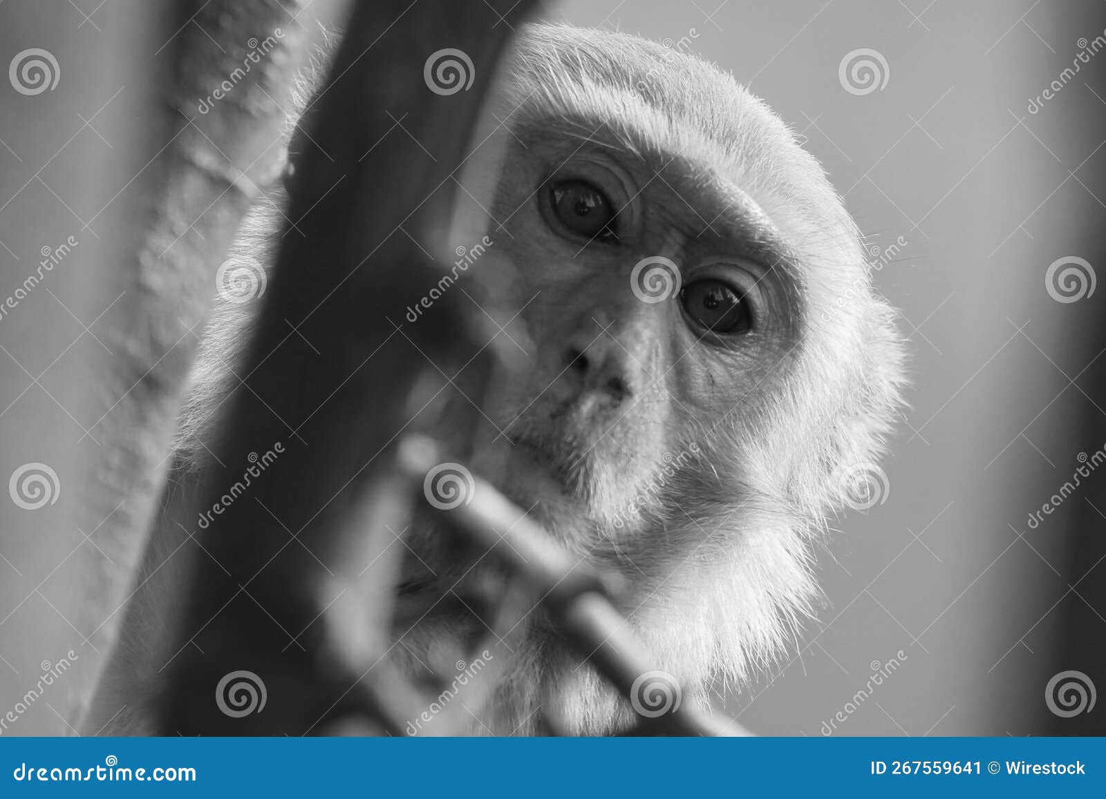 Grayscale Closeup of an Adorable Monkey Peeking Behind a Tree Branch ...
