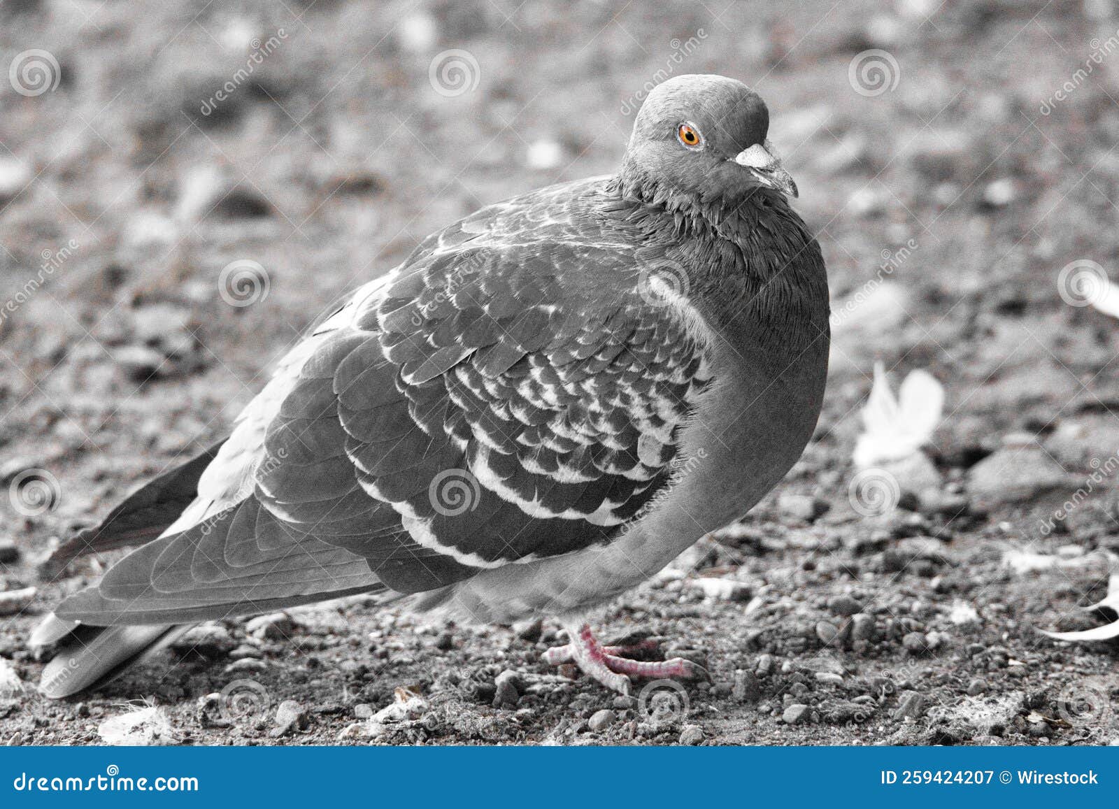 Grayscale Closeup of an Adorable Pigeon Standing on the Ground Stock ...