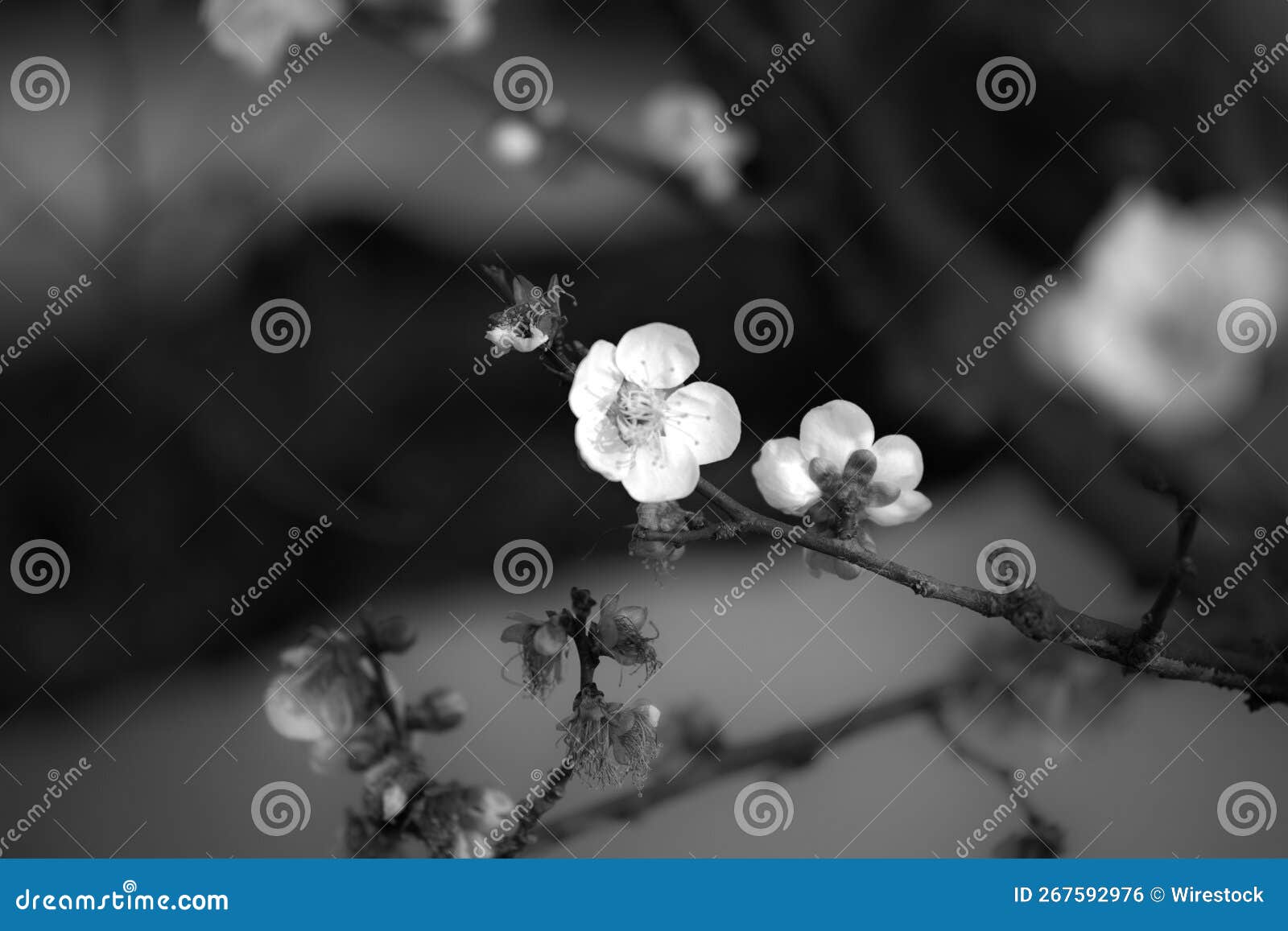 Grayscale Closeup of a Blooming Prunus Tree Branch with Flowers. Stock ...
