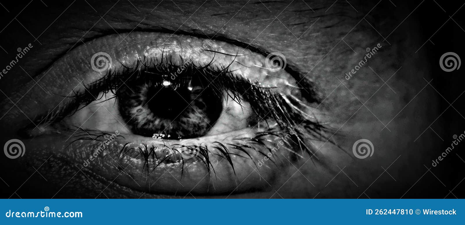 Grayscale Closeup of a Human Eye Stock Photo - Image of human, closeup ...