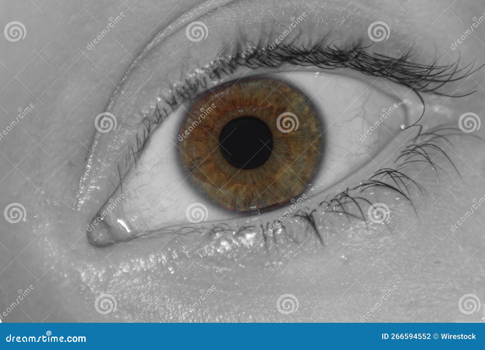 Grayscale Closeup of a Human Eye, with a Colored Iris. Stock Photo ...