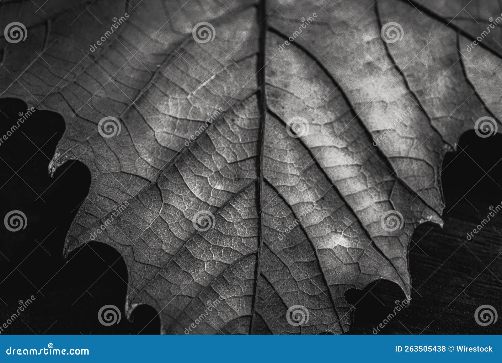 Grayscale Closeup of the Maple Leaf on the Dark Background. Stock Photo ...