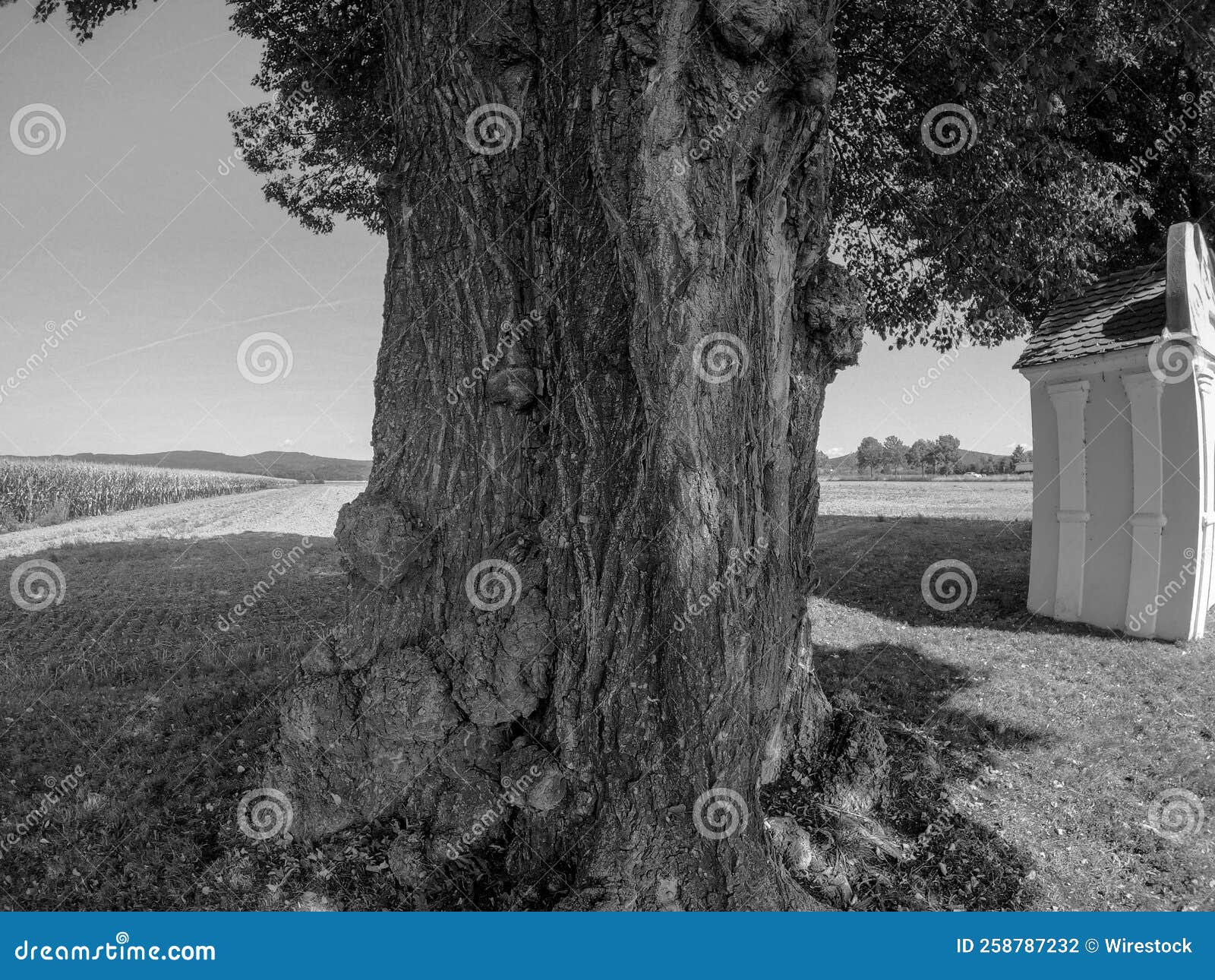 Grayscale Closeup of an Old Tree with in a Field Stock Photo - Image of ...