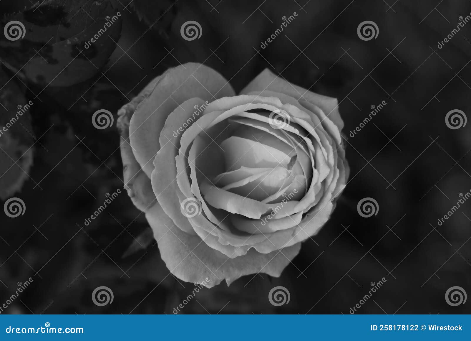 Grayscale Closeup Shot of a Beautiful Layered Rose on a Bush Stock ...