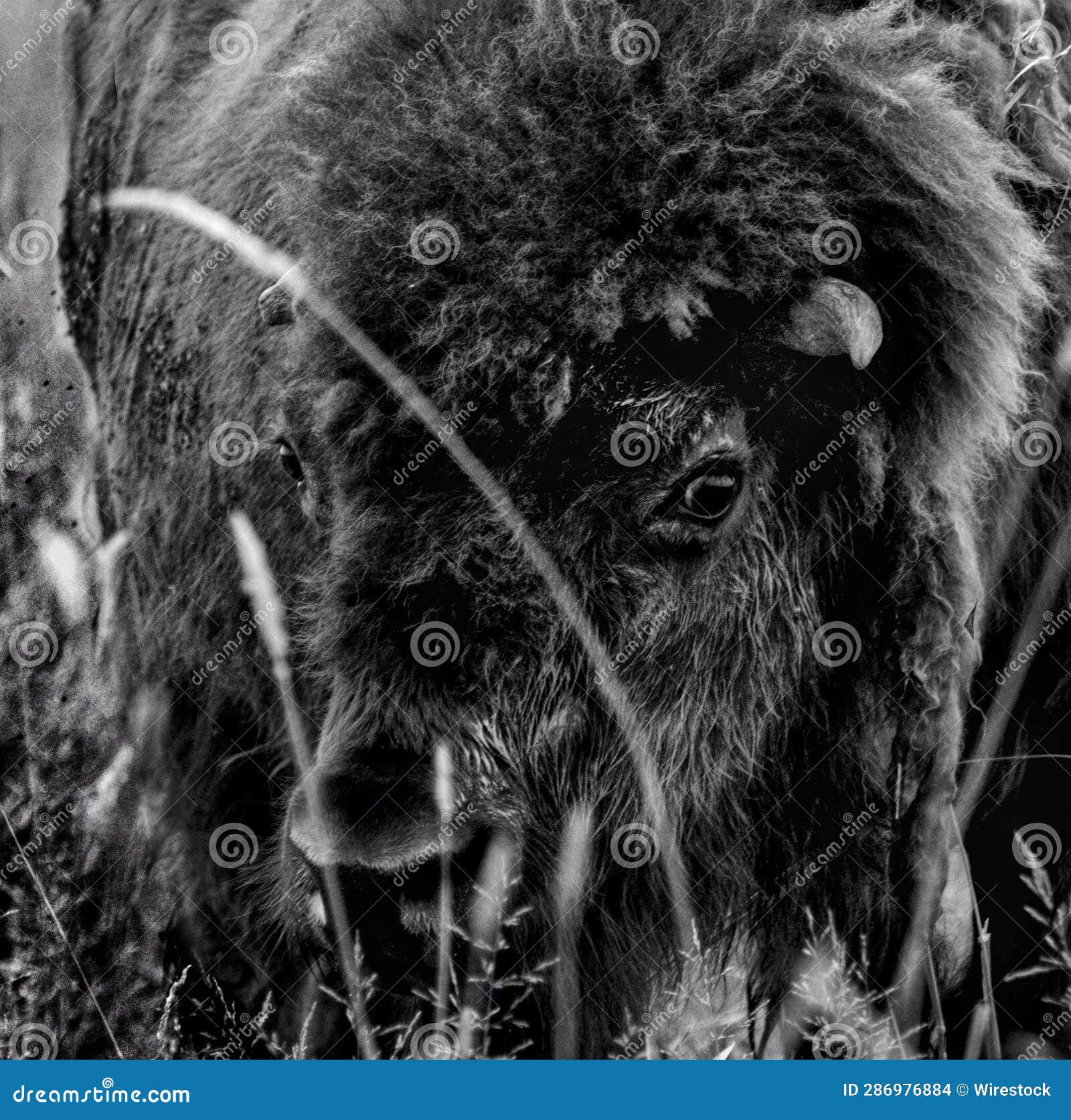 Grayscale Closeup Shot of a Fluffy Bison on a Field Stock Photo - Image ...