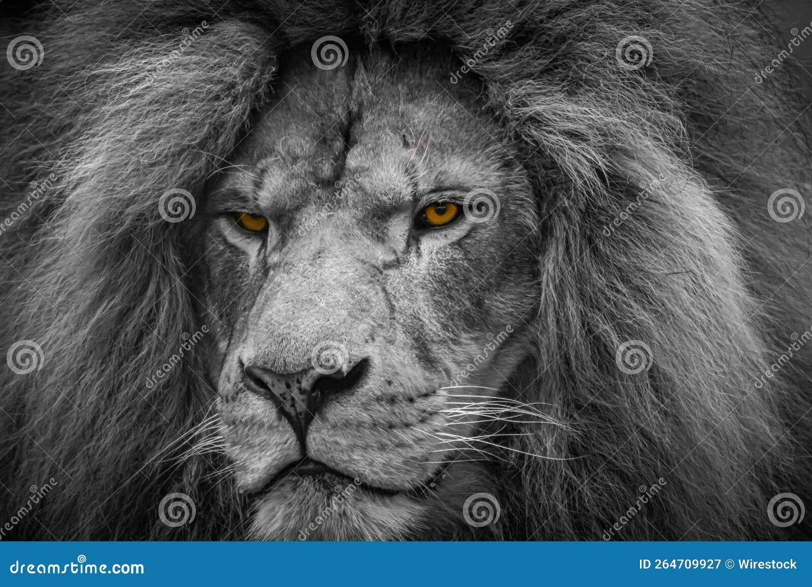 Grayscale Closeup Shot of a Lion with Bright Orange Eyes Stock Image ...